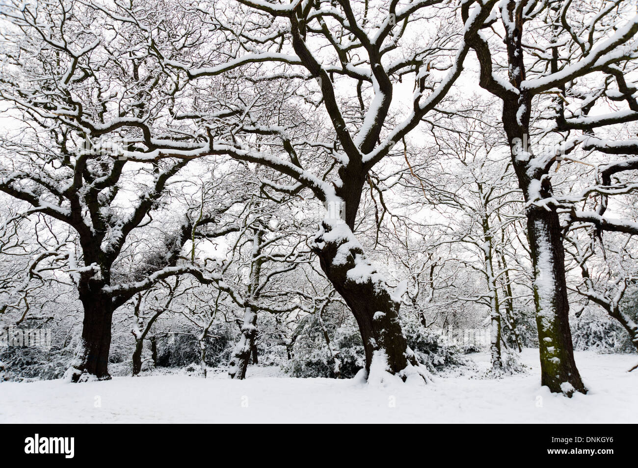 Oak tree (Quercus robur) with snow. Epping Forest, London, UK Stock ...