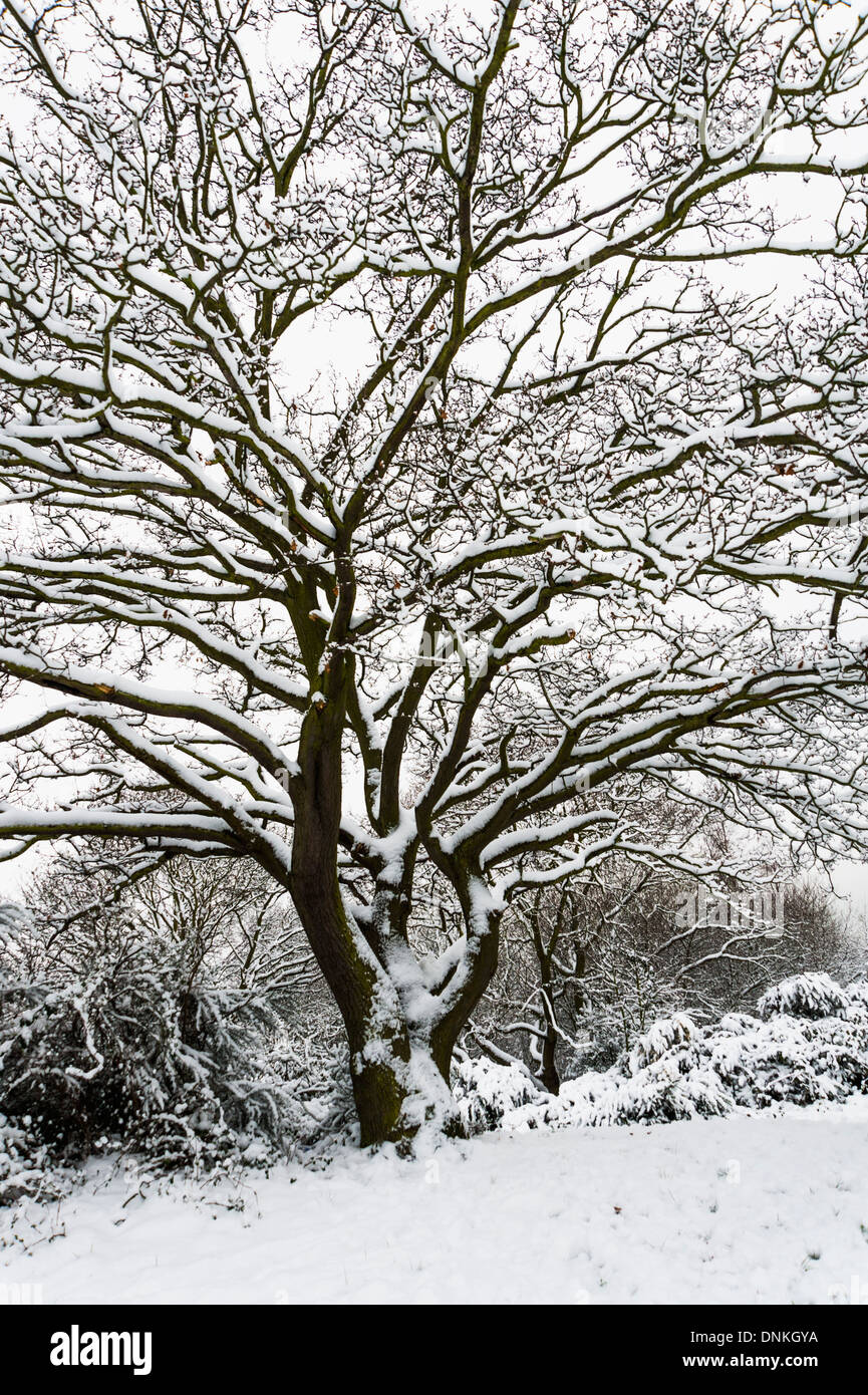 Oak tree (Quercus robur) with snow. Epping Forest, London, UK Stock ...