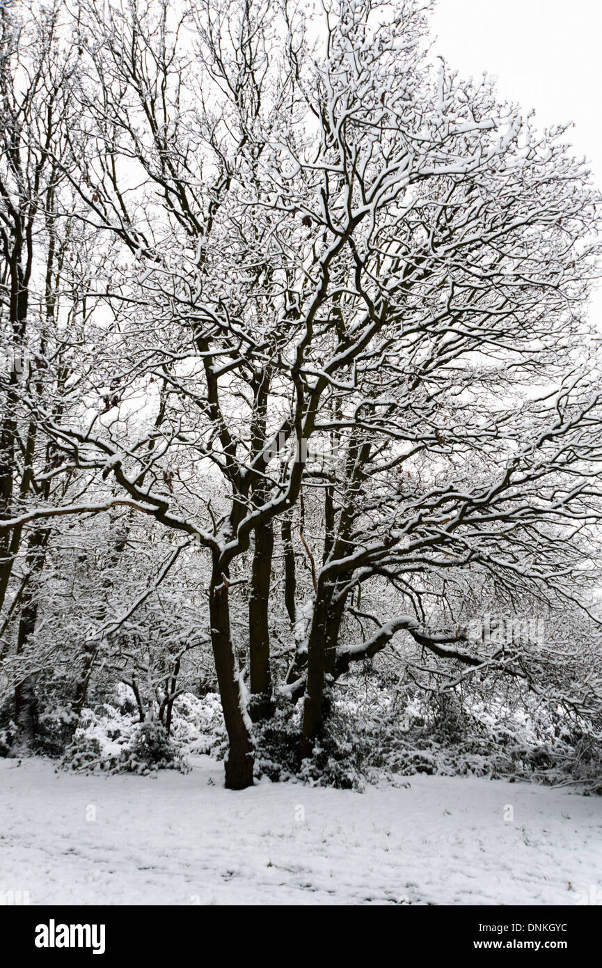 Oak tree (Quercus robur) with snow. Epping Forest, London, UK Stock ...