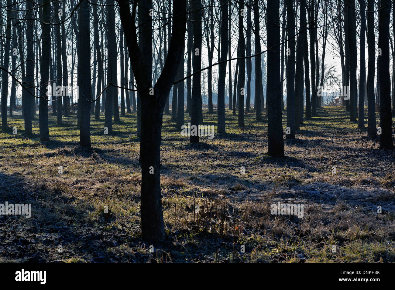 poplar-grove at Frossasco, Turin province, Piedmont, Italy Stock Photo ...