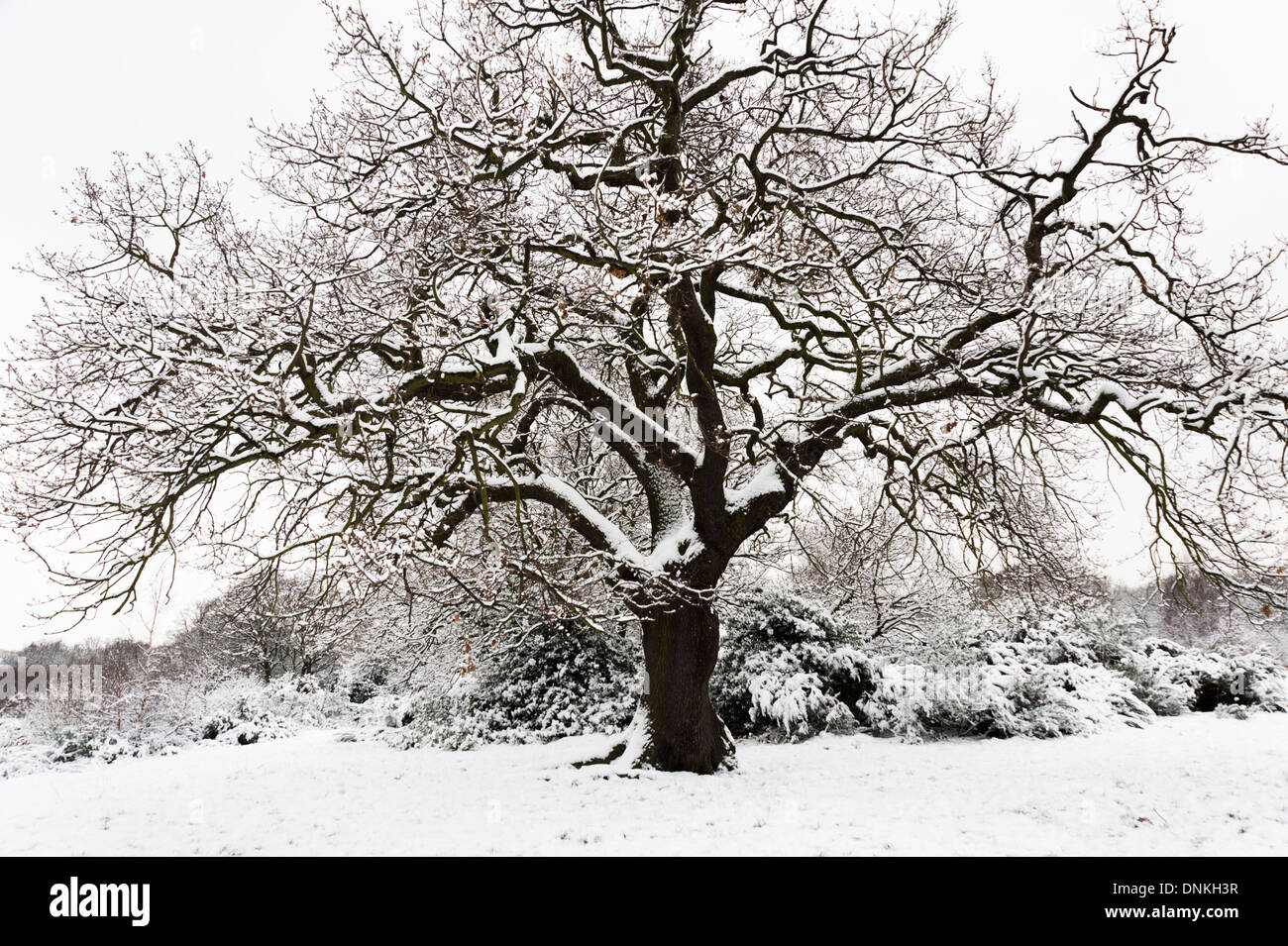 Oak tree (Quercus robur) with snow. Epping Forest, London, UK Stock ...