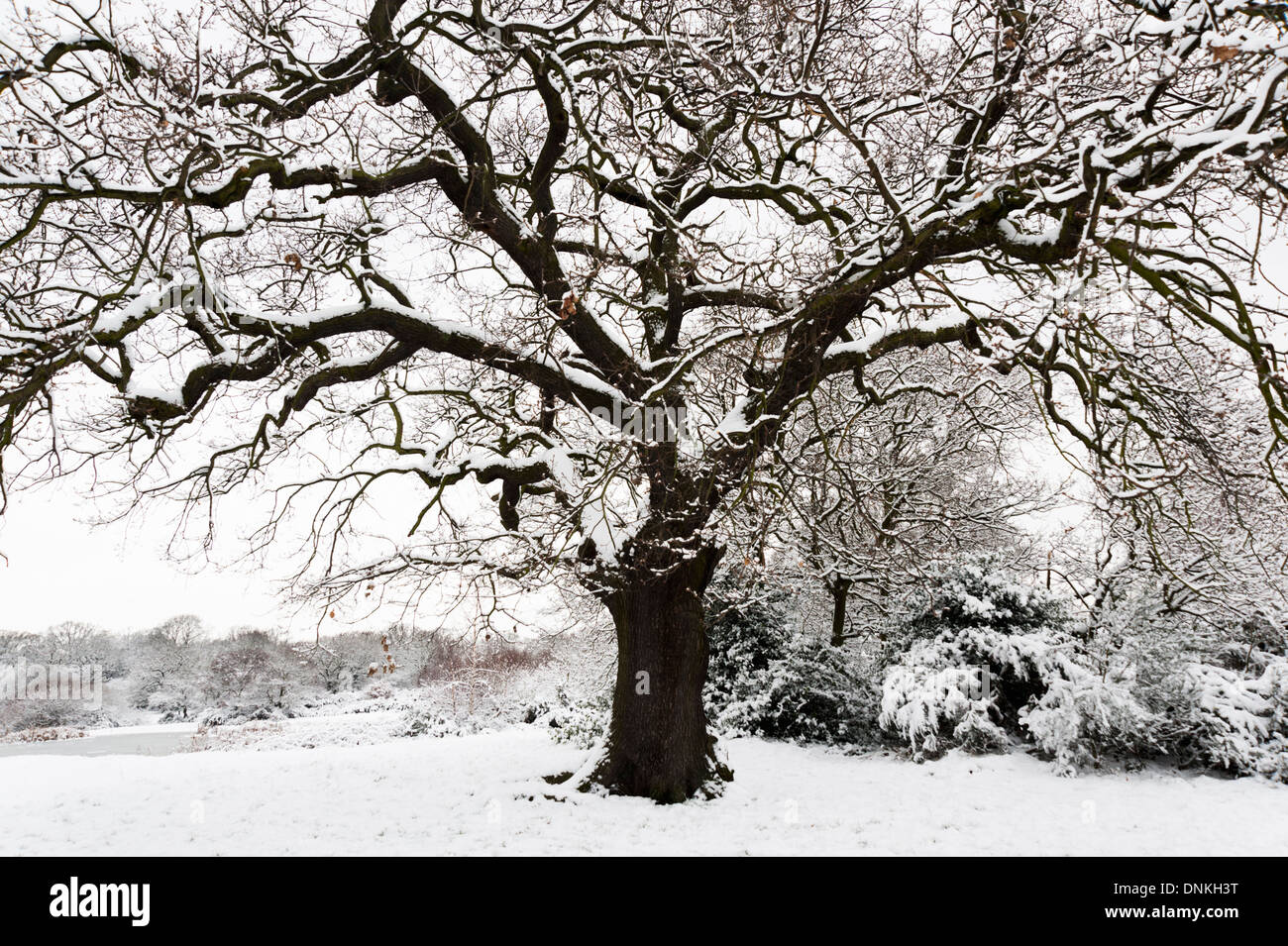 Oak tree (Quercus robur) with snow. Epping Forest, London, UK Stock ...