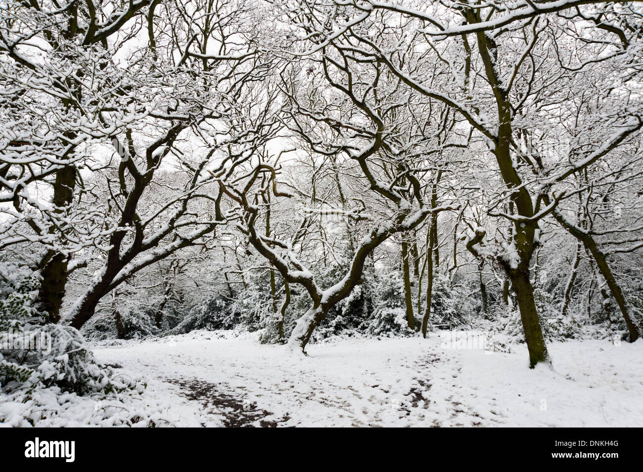 Oak tree (Quercus robur) with snow. Epping Forest, London, UK Stock ...