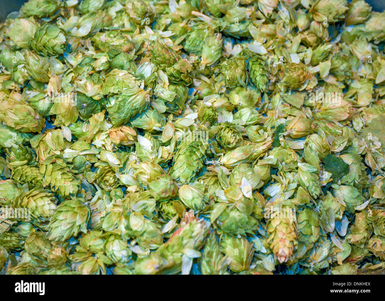 Hops hi-res stock photography and images - Alamy