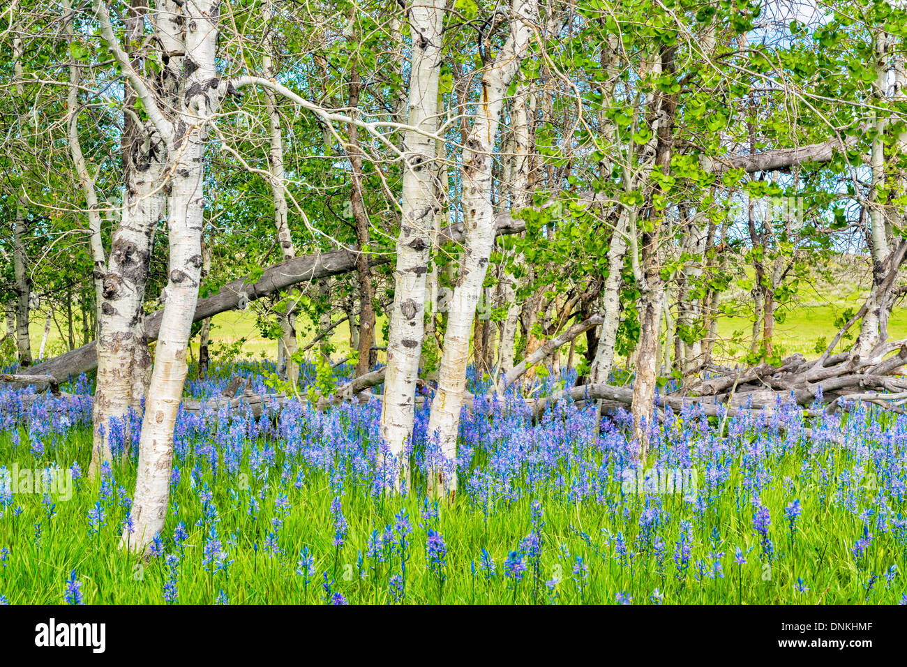 Spring flowers and Aspens in nature Stock Photo - Alamy