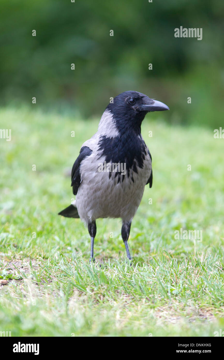 Crow bird hi-res stock photography and images - Alamy