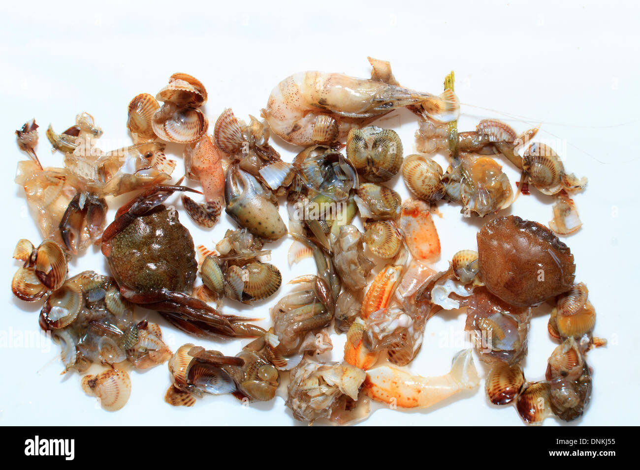 The stomach contents of two flounders (Platichthys flesus Stock Photo ...