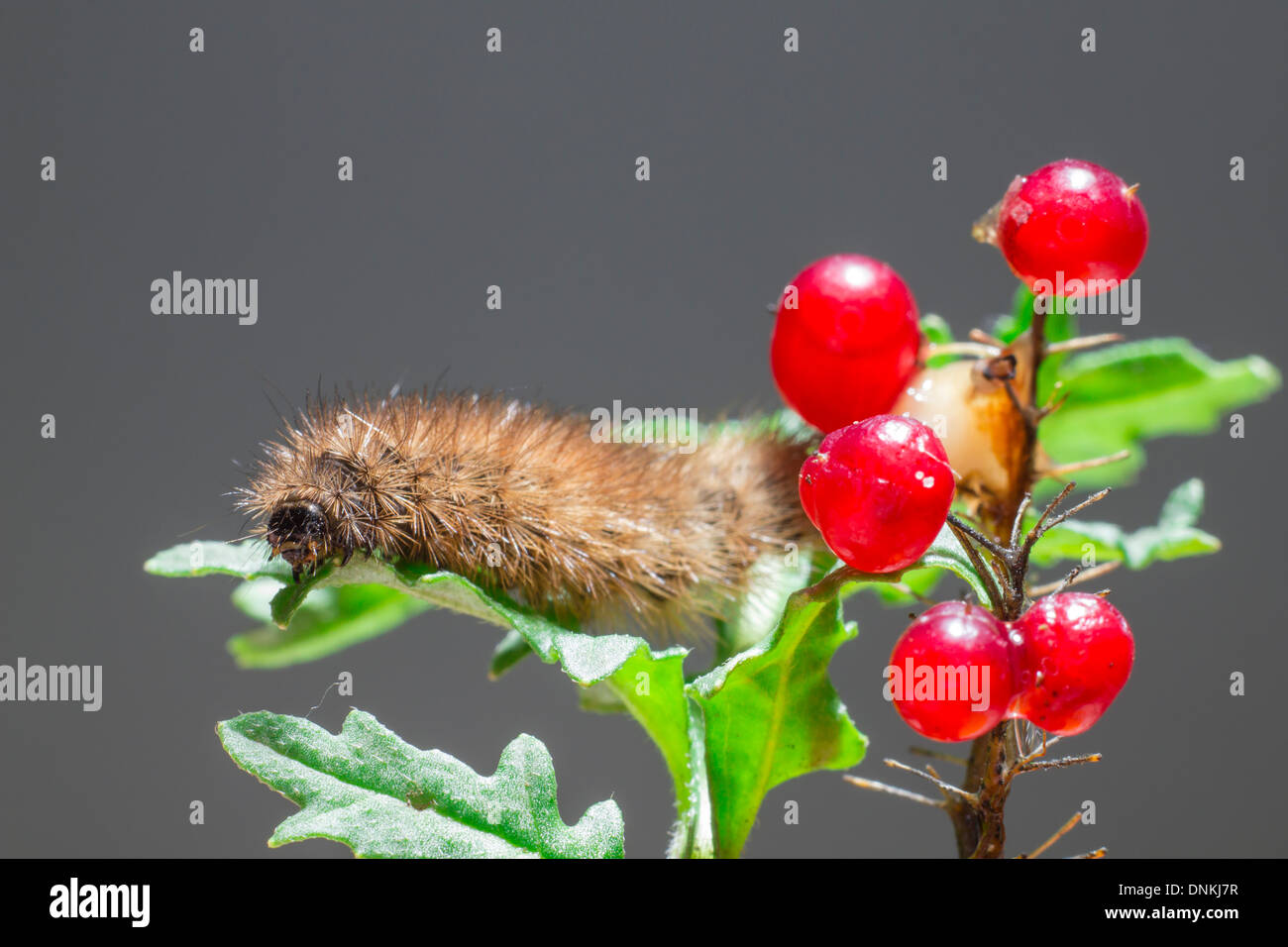The Ruby Tiger Caterpillar ( Phragmatobia fuliginosa Stock Photo - Alamy