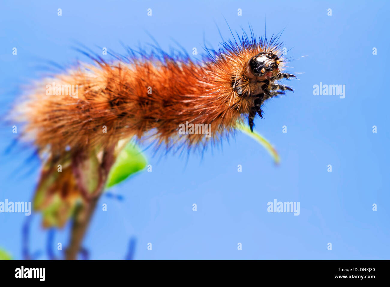 The Ruby Tiger Caterpillar ( Phragmatobia fuliginosa Stock Photo - Alamy