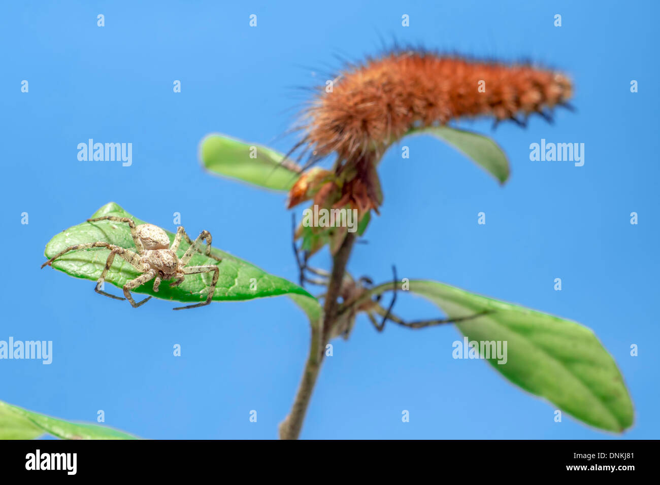 Ruby tiger moth caterpillar hi-res stock photography and images - Alamy