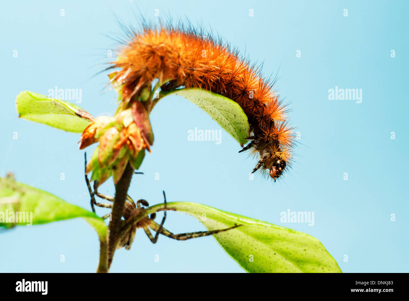 The Ruby Tiger Caterpillar ( Phragmatobia fuliginosa Stock Photo - Alamy