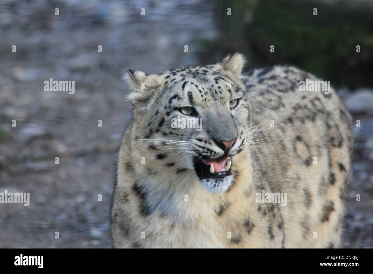 A photograph of a leopard baring it's teeth Stock Photo - Alamy