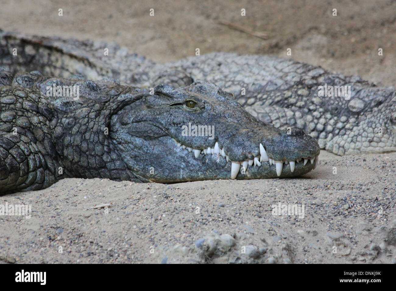 A photograph of a crocodile lazing around and staring at you Stock ...