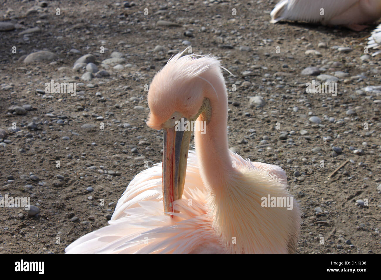 A photograph of a flamingo cleaning its feathers with its beak Stock ...