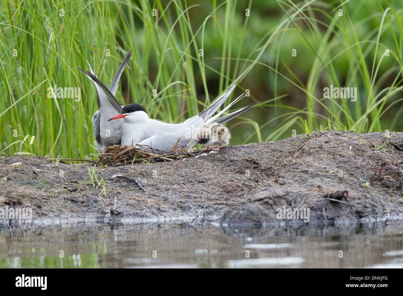 Breeding birds of norway hi-res stock photography and images - Alamy