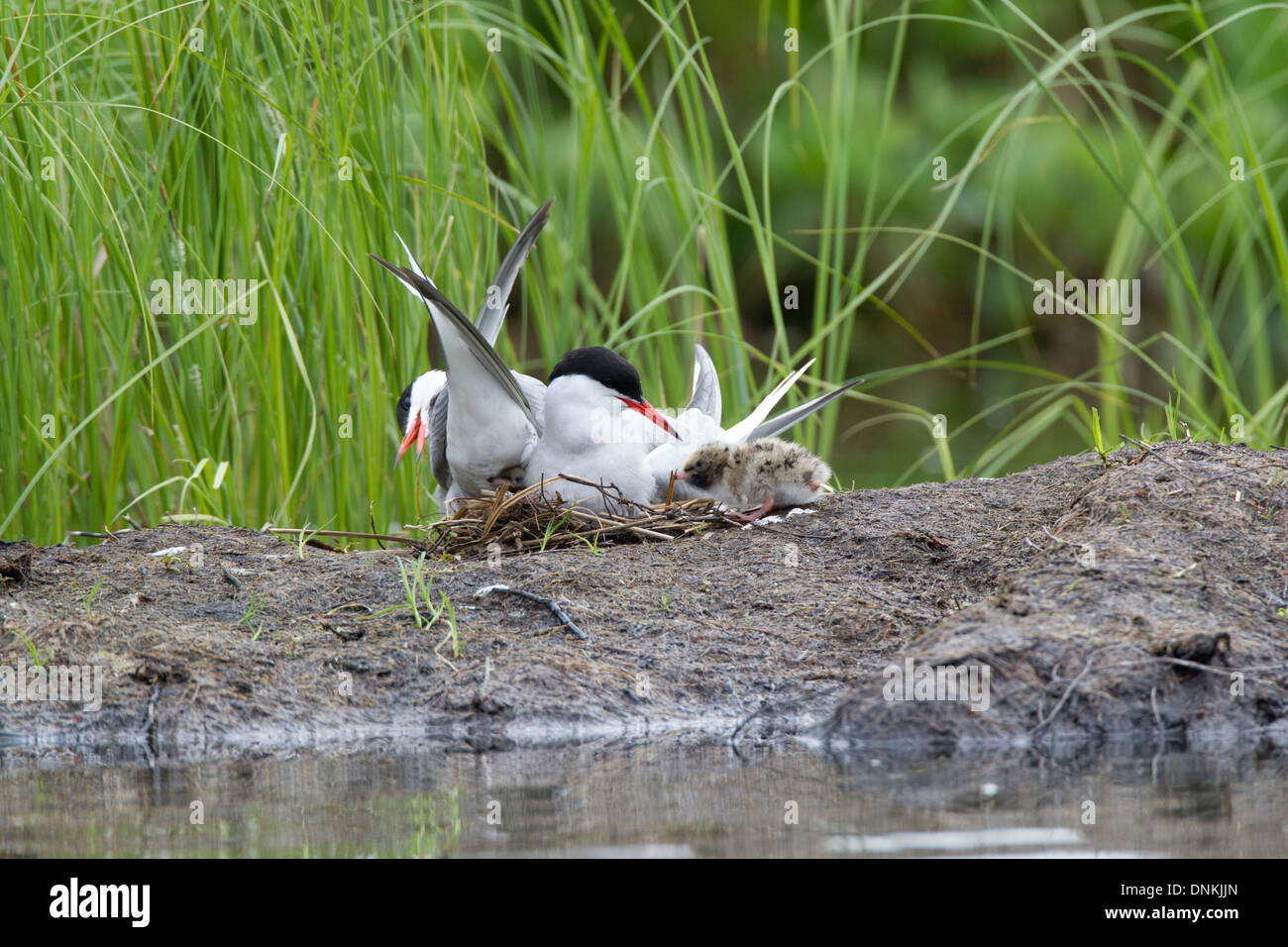Breeding birds of norway hi-res stock photography and images - Alamy