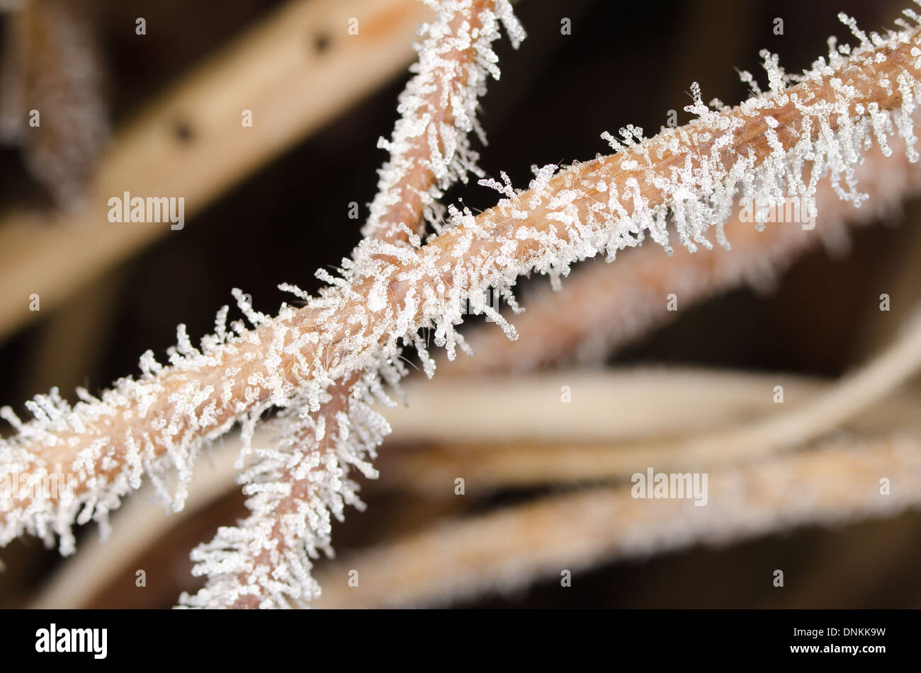 Early morning winter frost on Bramble leaf outlines the edges and ...