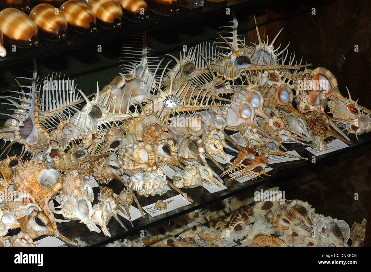 Collection of murex shells hi-res stock photography and images - Alamy