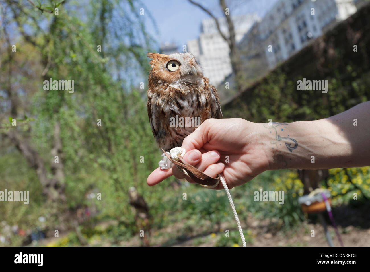 Tame owl hi-res stock photography and images - Alamy