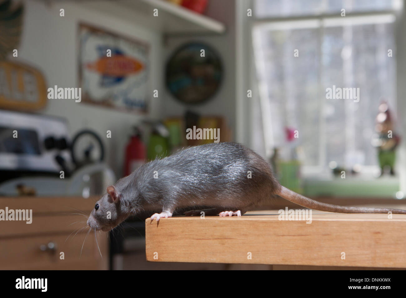 Norwegian rat hi-res stock photography and images - Alamy