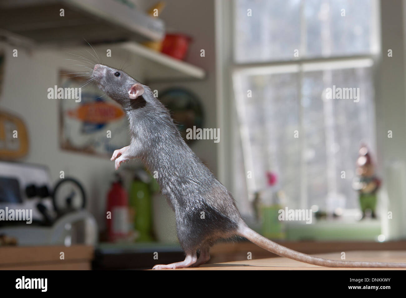 Norwegian rat hi-res stock photography and images - Alamy