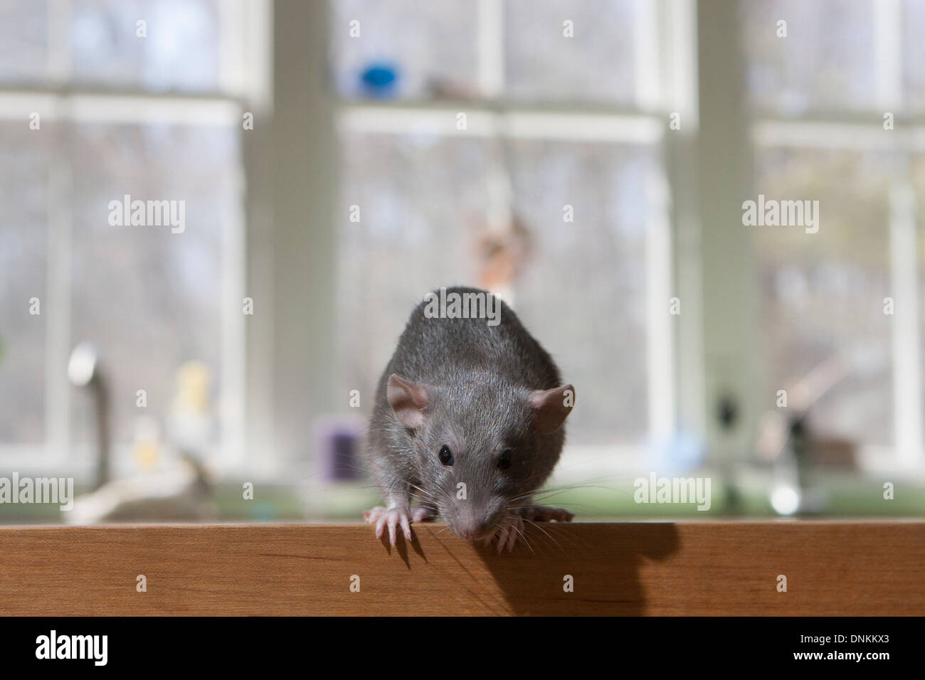 Rat on counter top Stock Photo - Alamy