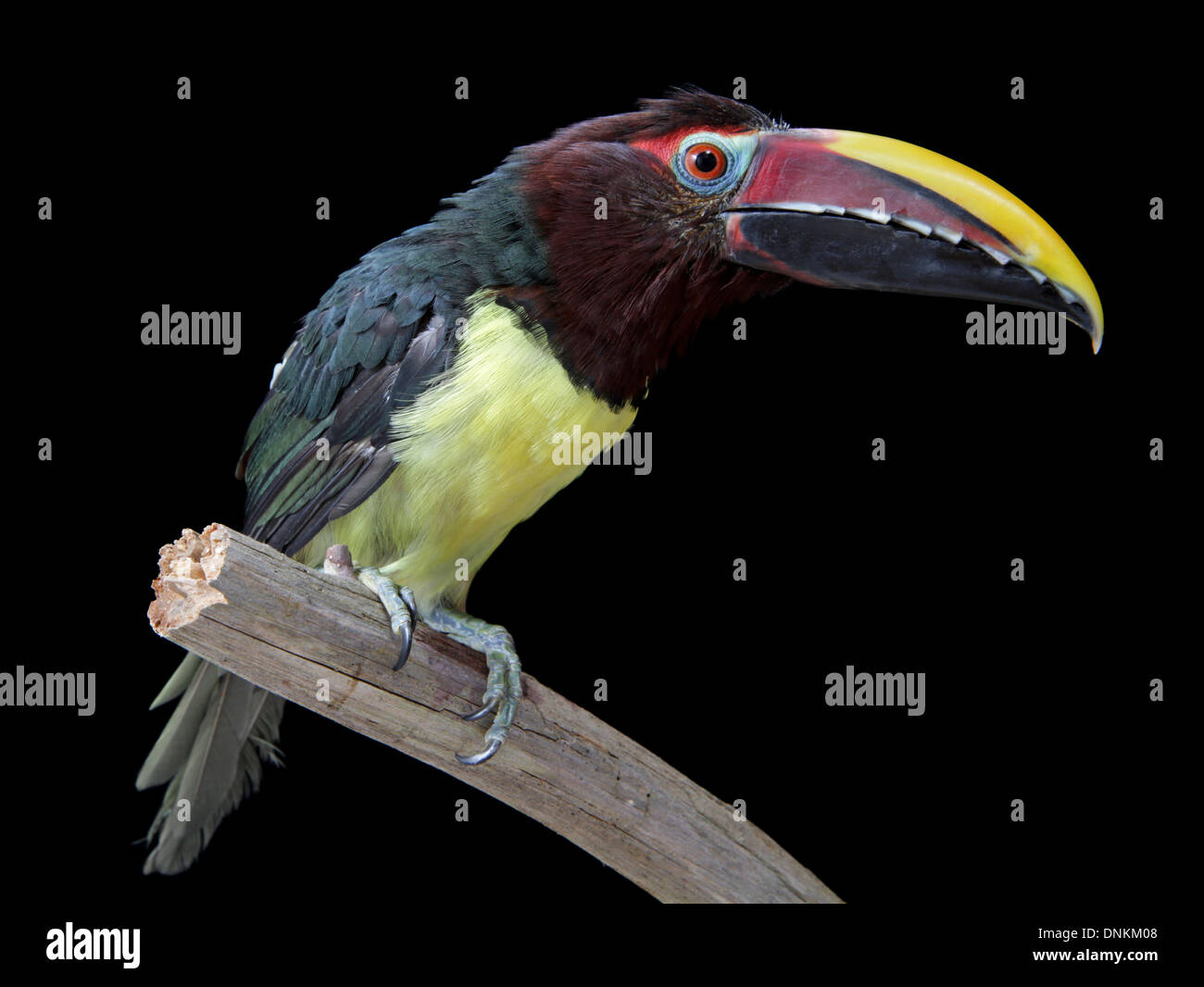 Green araçari, Pteroglossus viridis, perching Stock Photo - Alamy