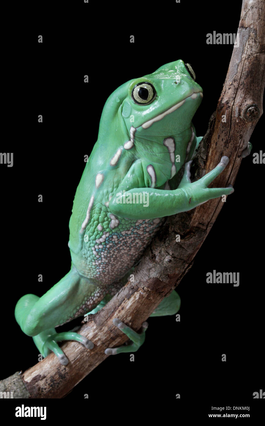 A waxy monkey leaf frog, Phylomedusa sauvagii, on a branch Stock Photo ...