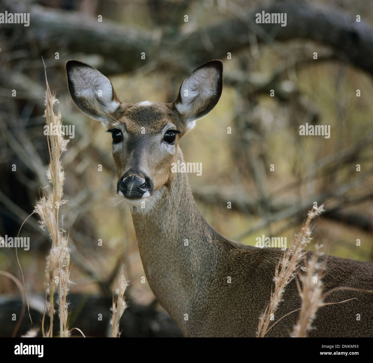 White-Tailed Deer In The Woods Stock Photo - Alamy