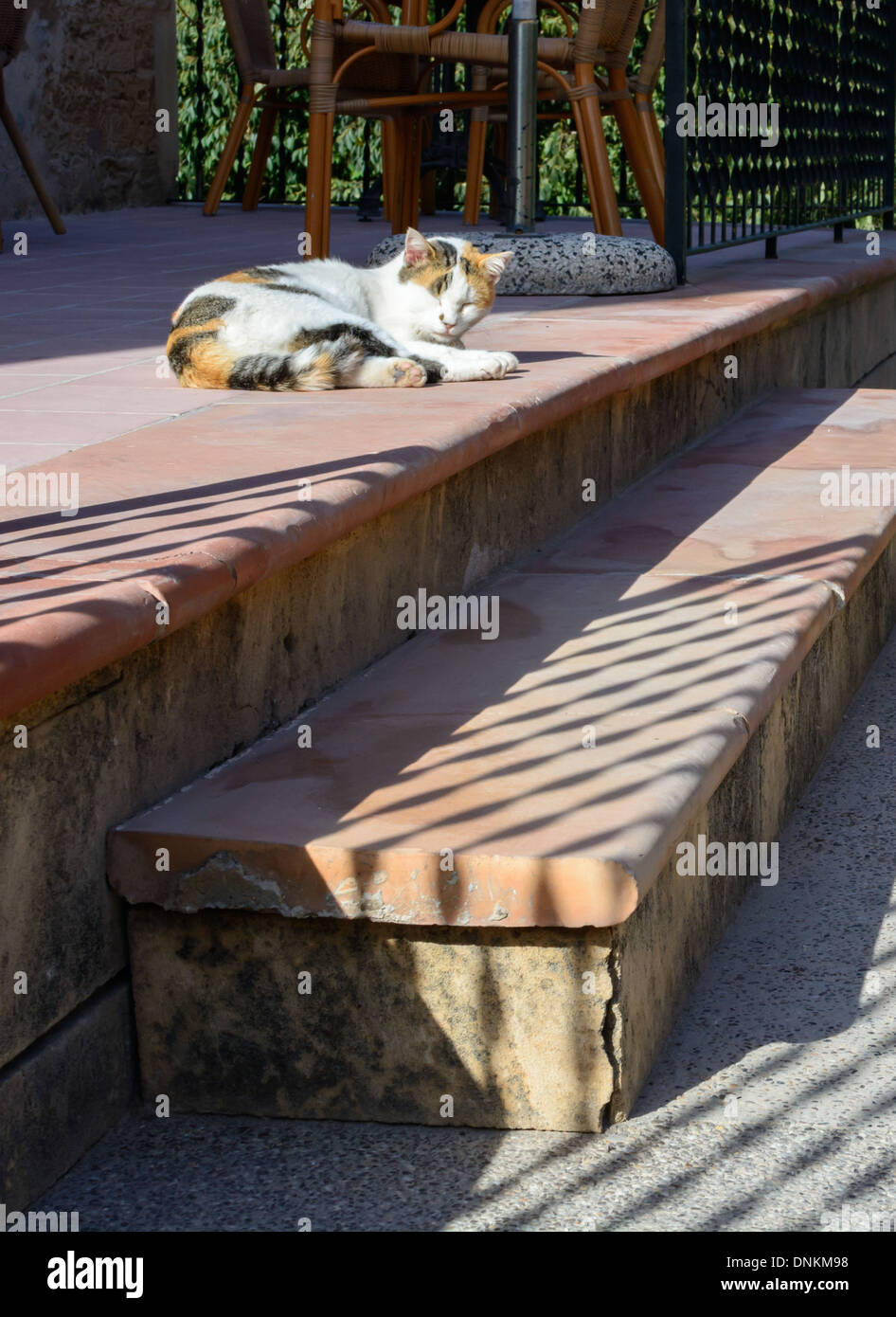 Lazy cat dozing off on a sunny staircase, Majorca, Balearic islands ...