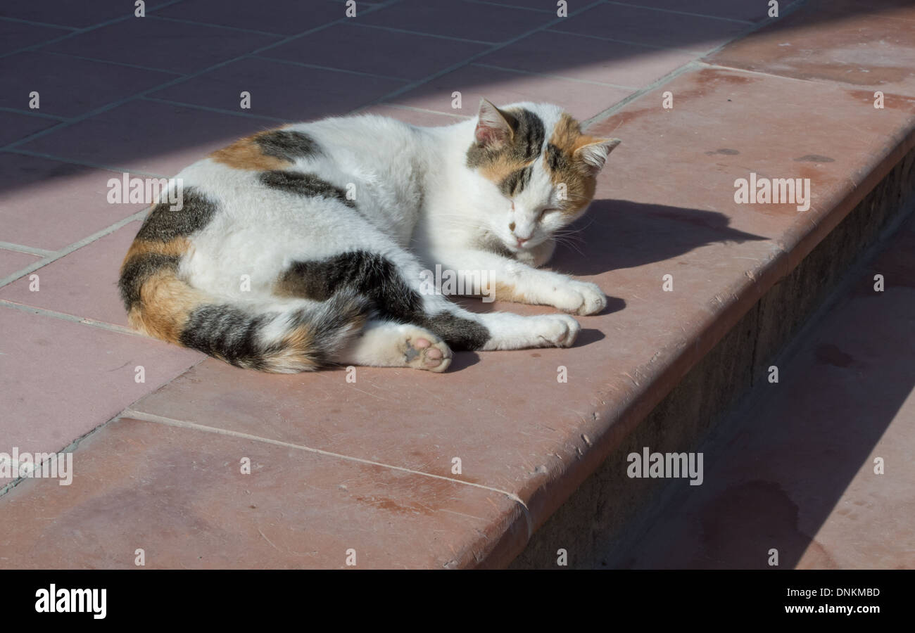 Lazy cat dozing off on a sunny staircase, closeup, Majorca, Balearic ...