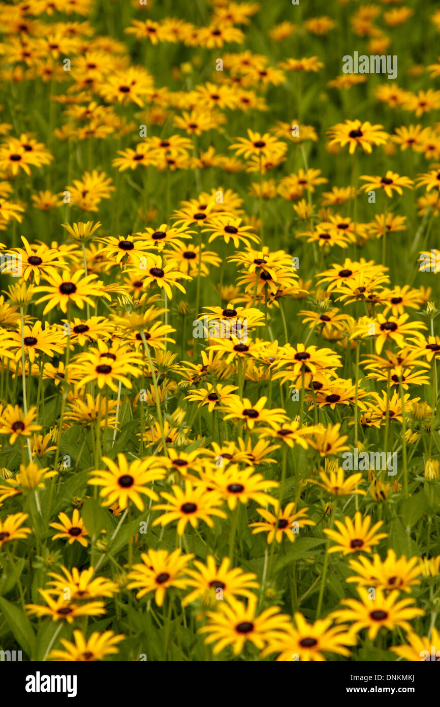 Daisies pattern hi-res stock photography and images - Alamy