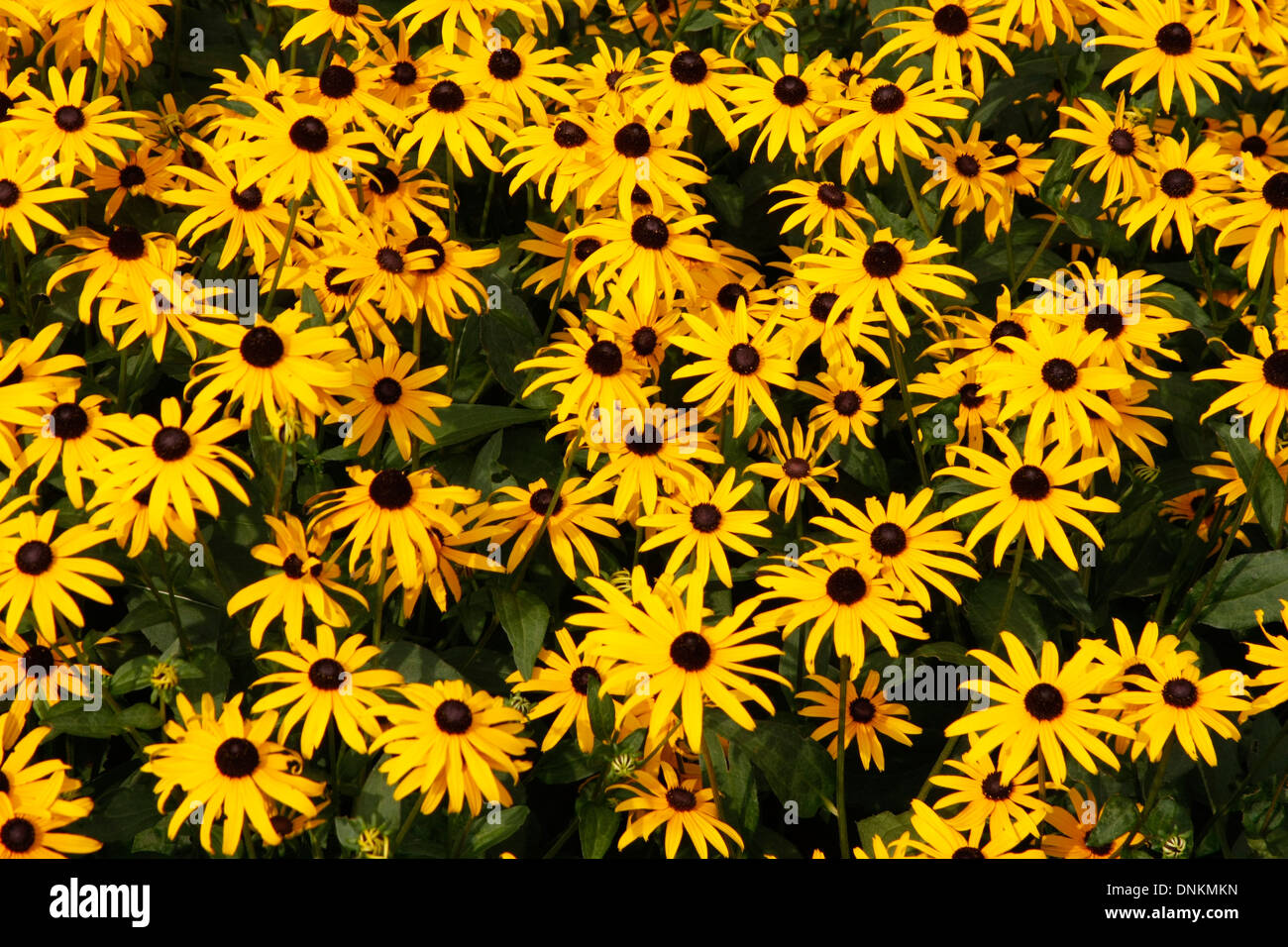 Field of yellow daisies Stock Photo - Alamy