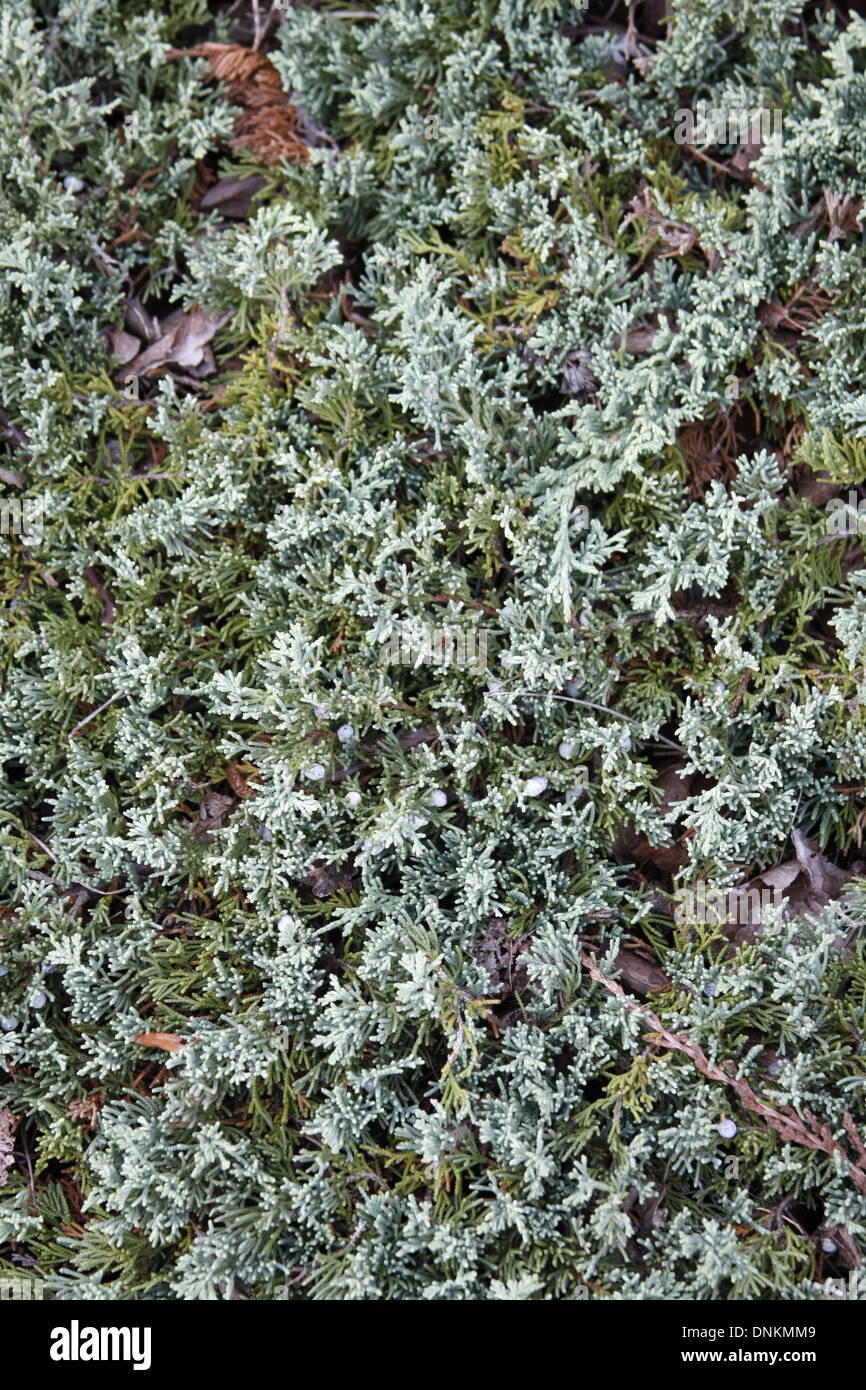 Evergreens vegetation hi-res stock photography and images - Alamy