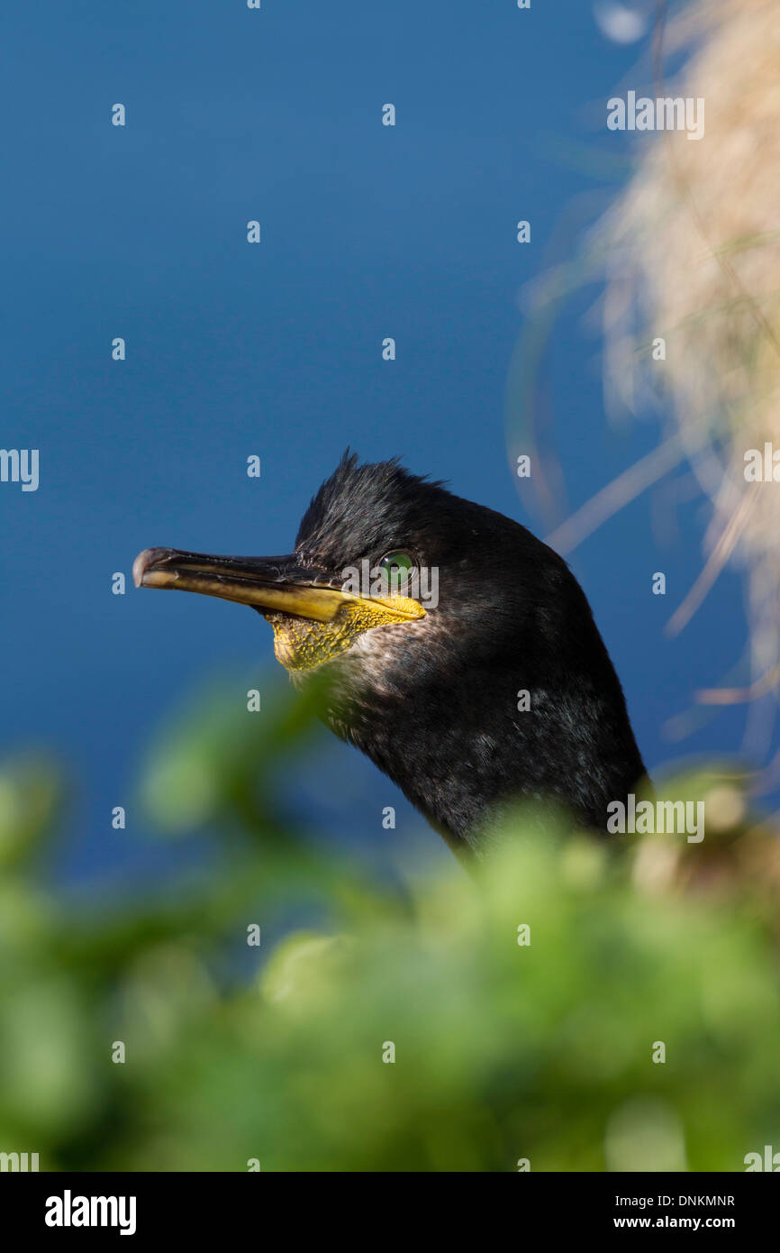 Shag seabird on the island of Hornoya in Northern Norway Stock Photo ...