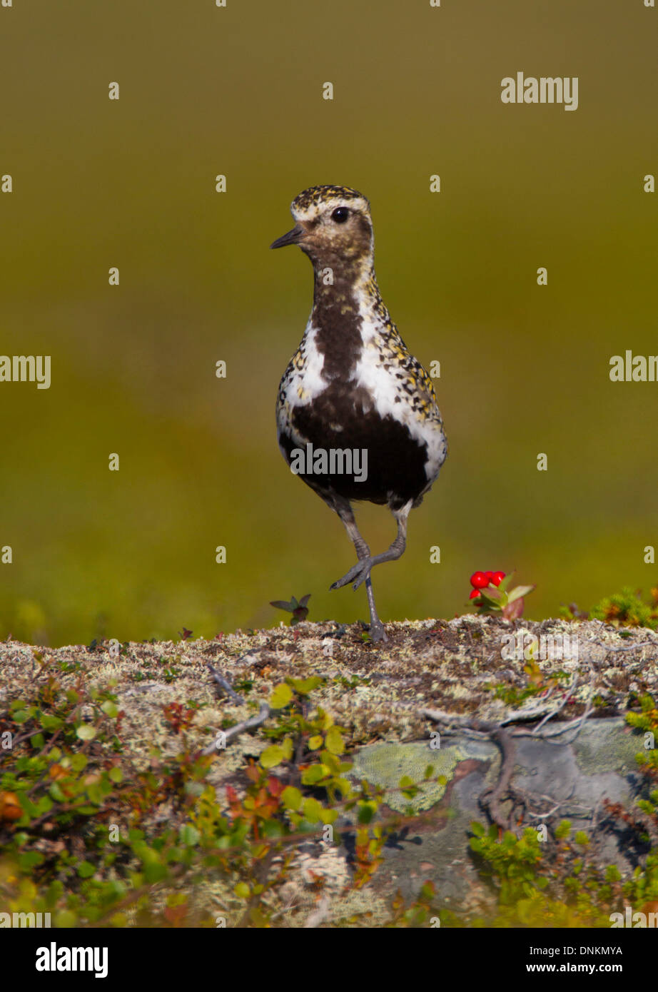 Pluvialis apricaria Golden Plover in breeding plumage Stock Photo - Alamy