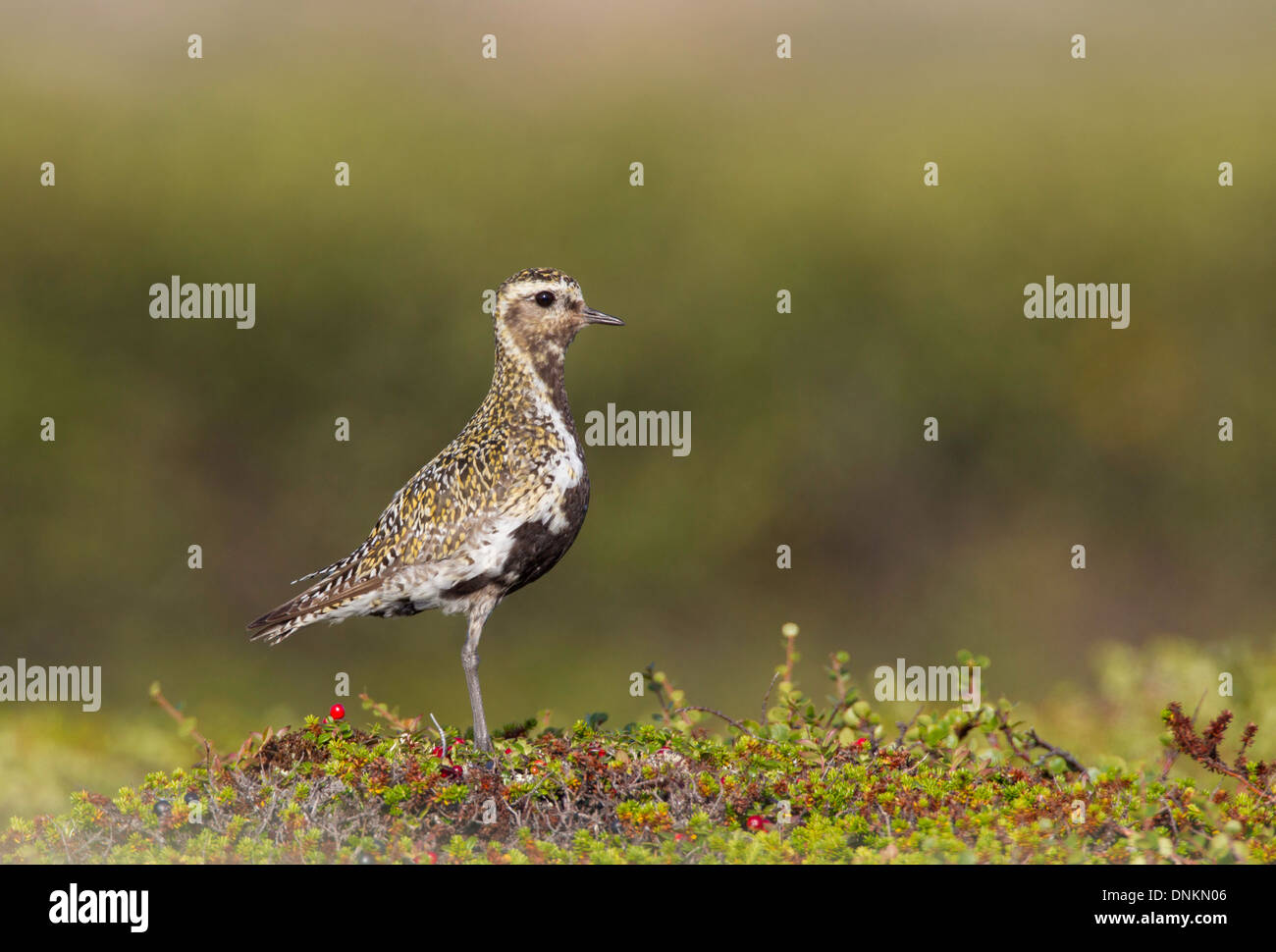 Arctic breeding birds hi-res stock photography and images - Alamy