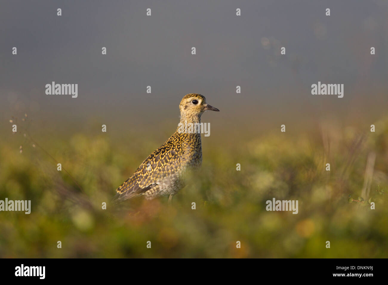 Arctic breeding birds hi-res stock photography and images - Alamy
