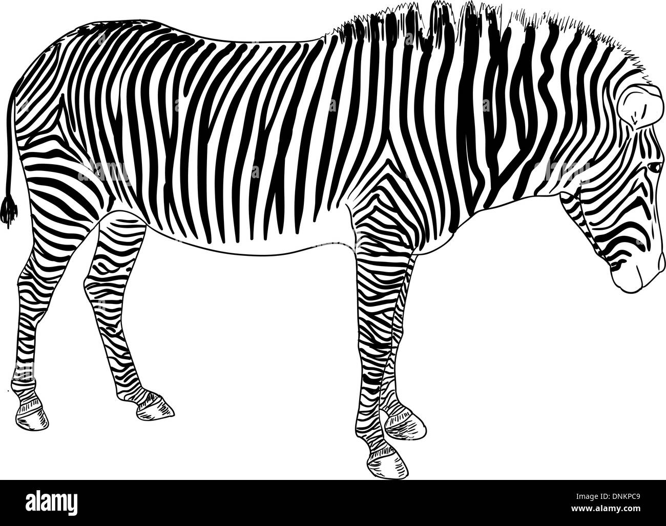 One zebra. Vector illustration Stock Vector Image & Art - Alamy