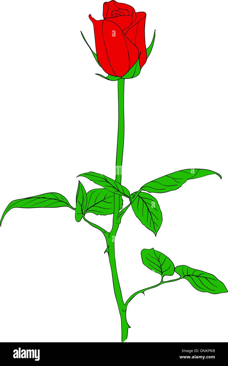 One red Rose in hand drawn style Stock Vector Image & Art - Alamy