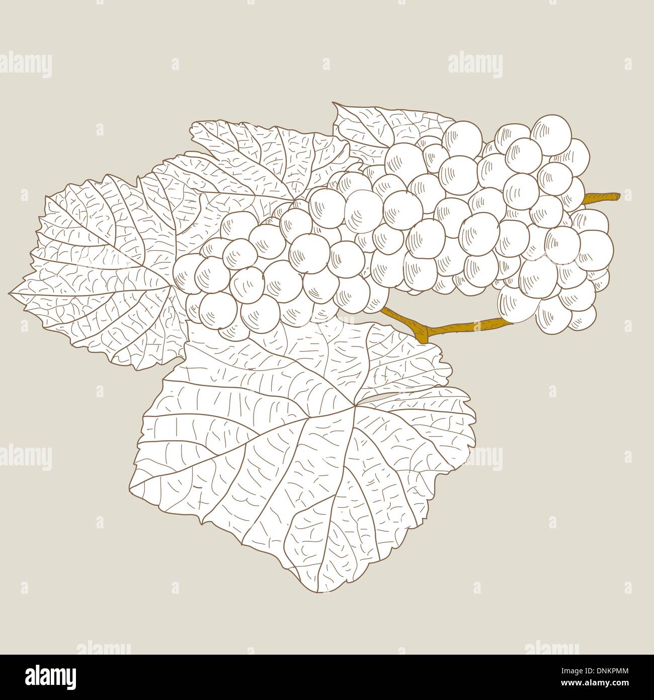 Abstract Grape with leafs (Vector Stock Vector Image & Art - Alamy