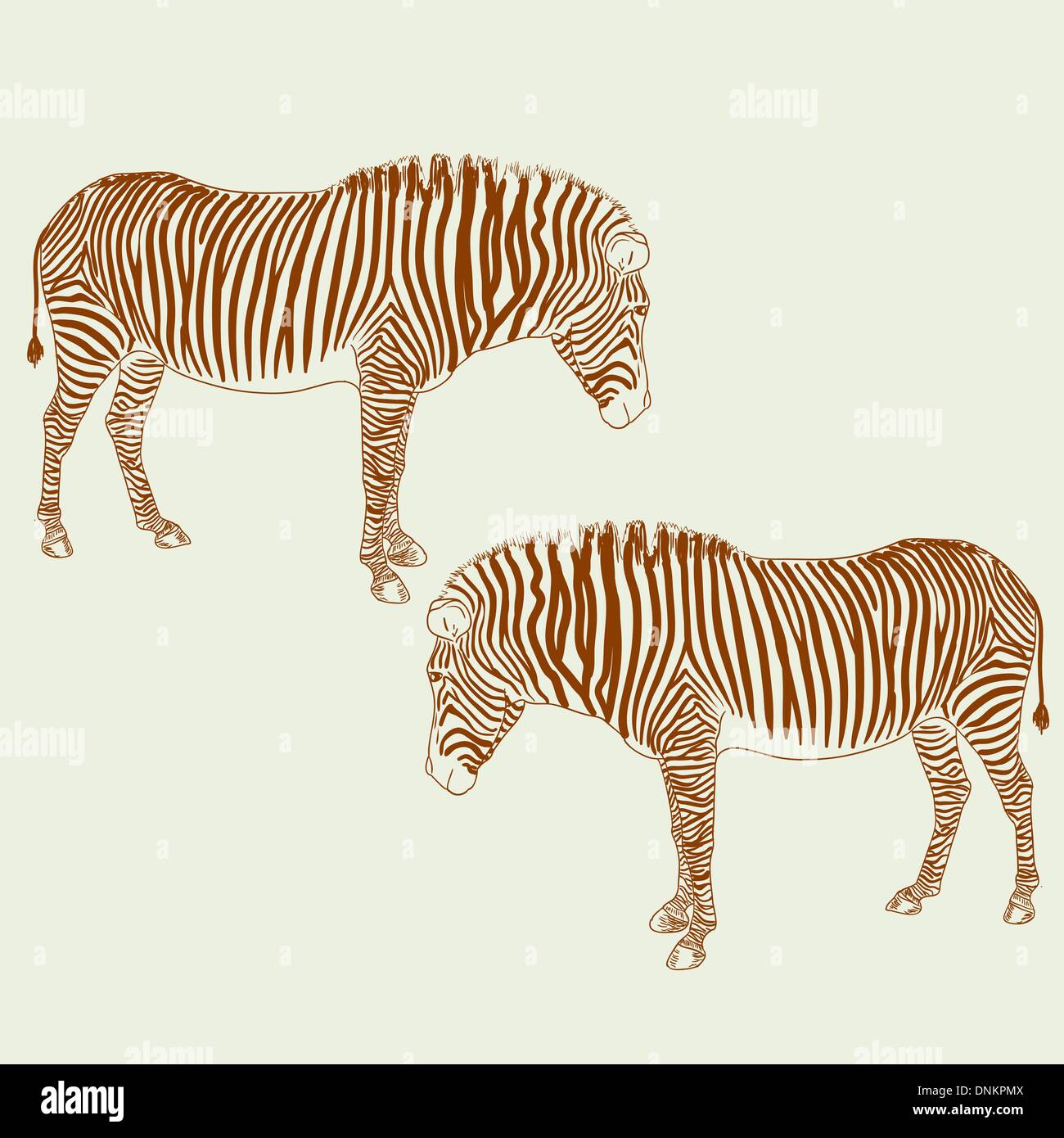 Two zebras. Vector illustration Stock Vector Image & Art - Alamy
