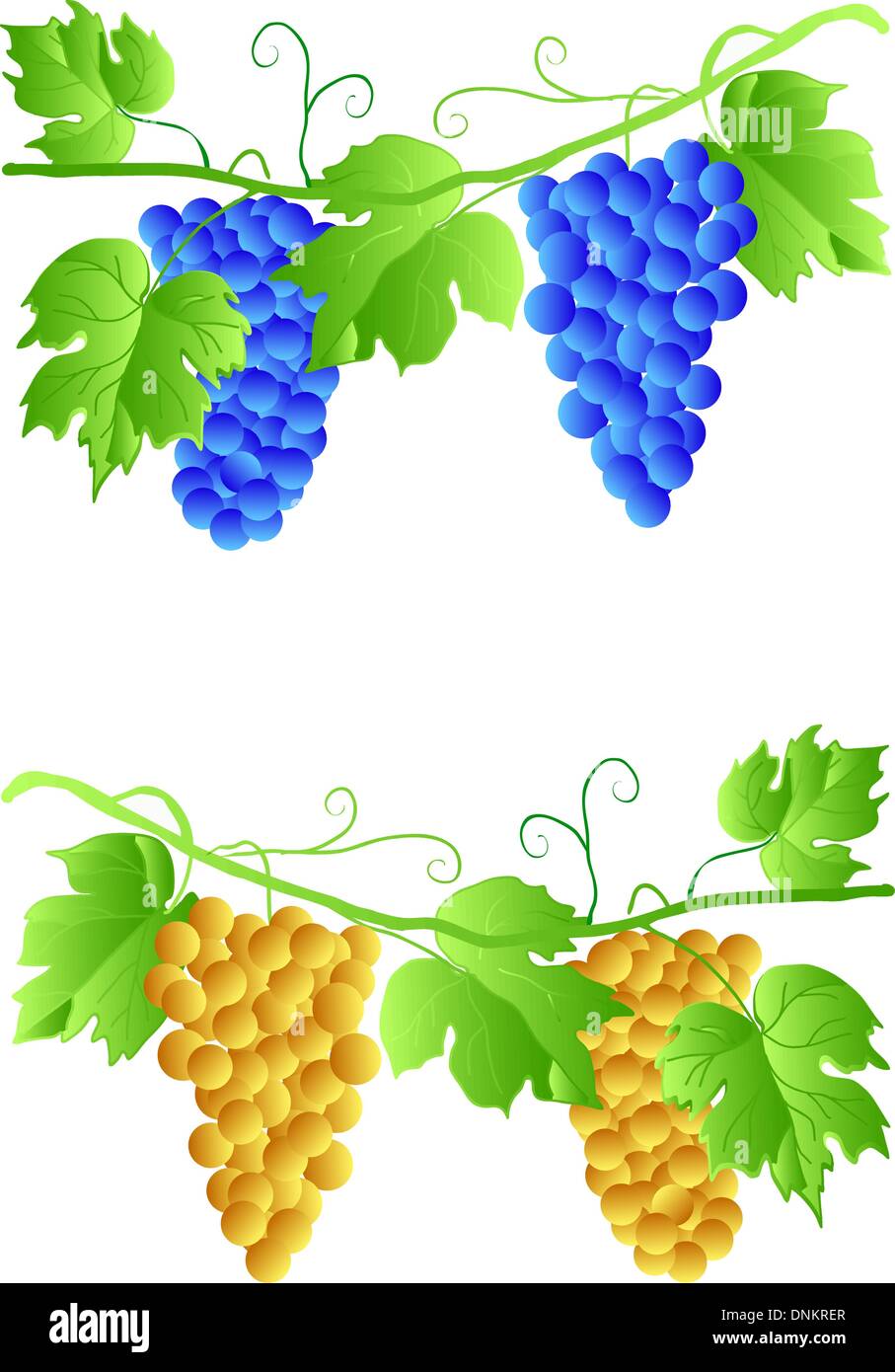 EPS 10 Grapevine of two colors on a white background Stock Vector Image ...