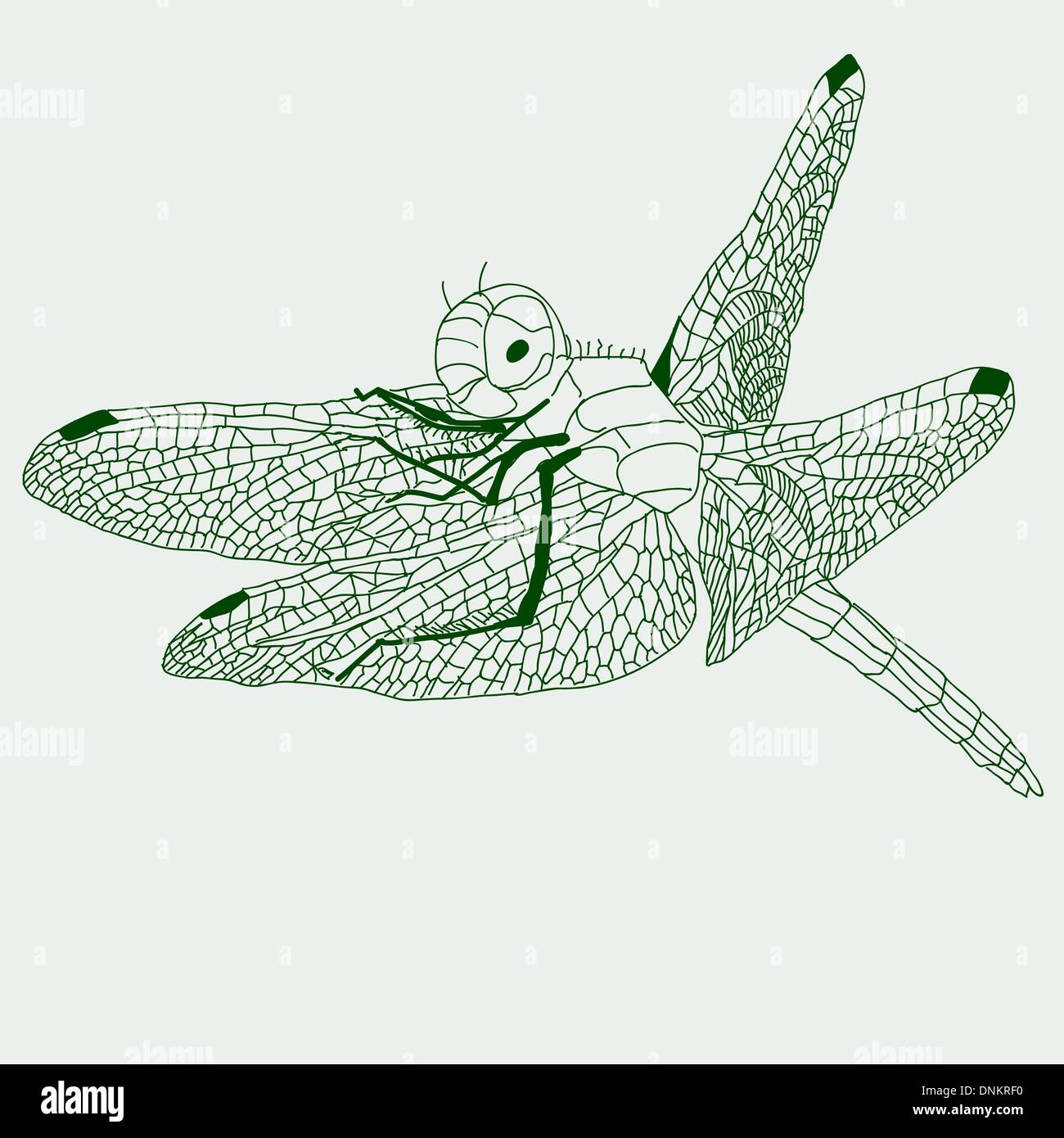 dragonfly drawing , vector Stock Vector Image & Art - Alamy