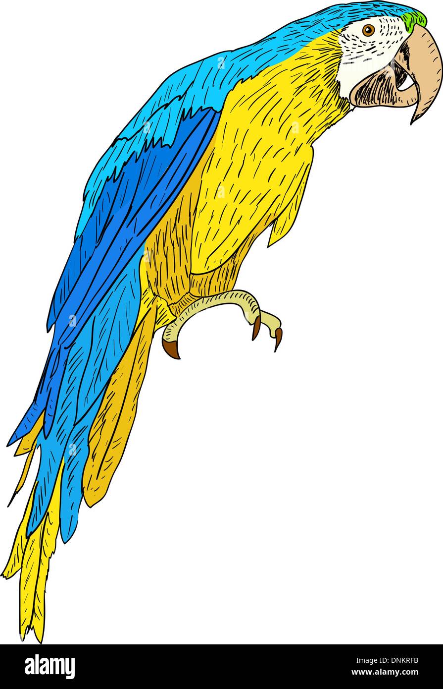 Macaws. Vector illustration Stock Vector Image & Art - Alamy