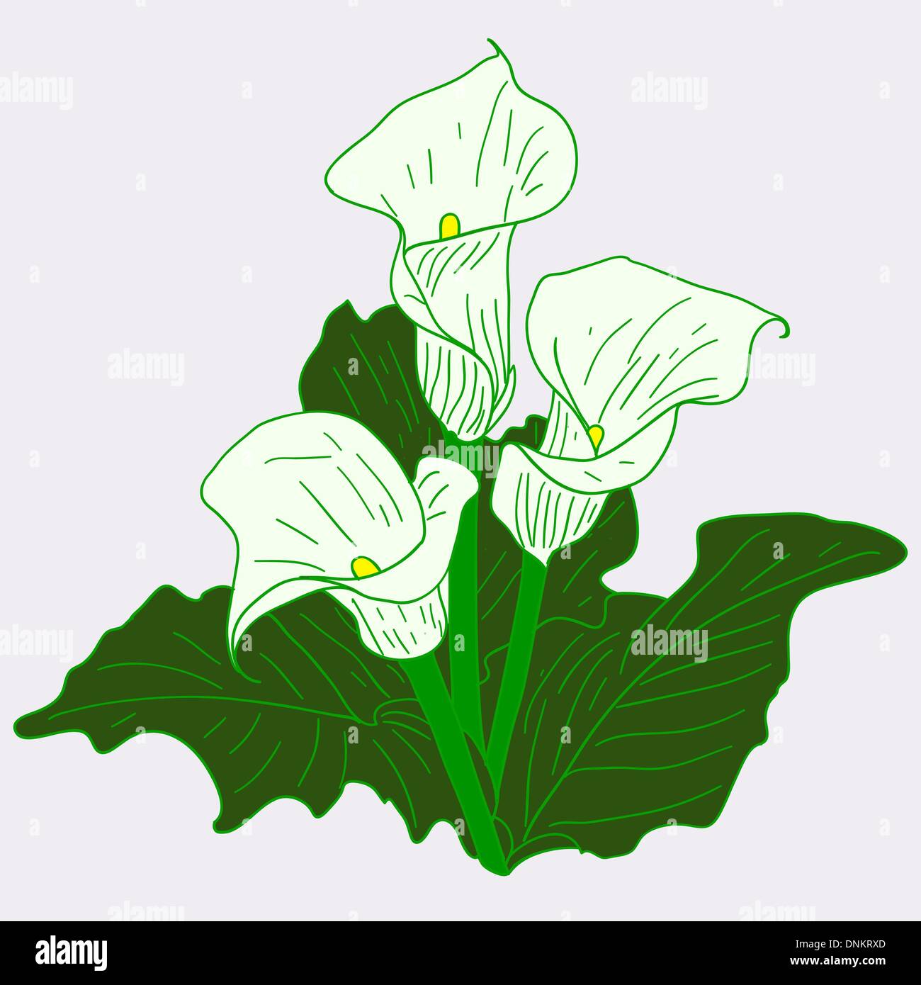 Background with White Callas Stock Vector Image & Art - Alamy