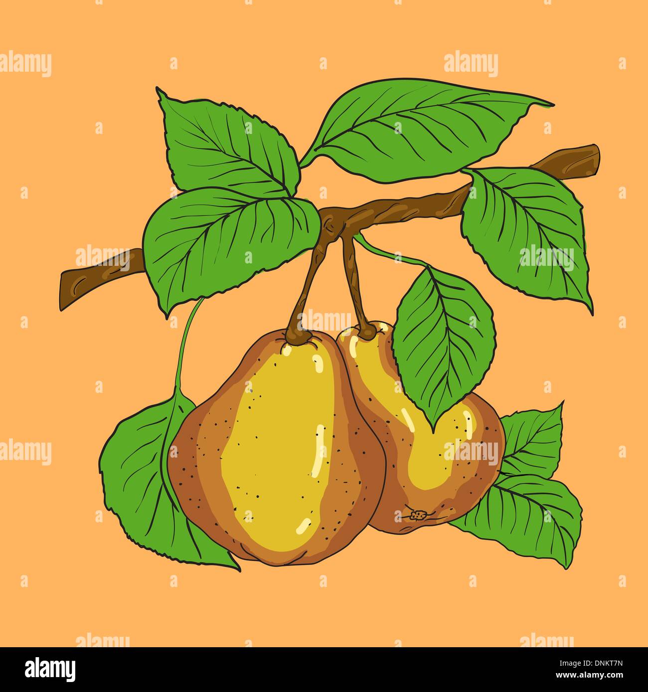 Two mature yellow pears with leaves on a branch. A vector Stock Vector ...
