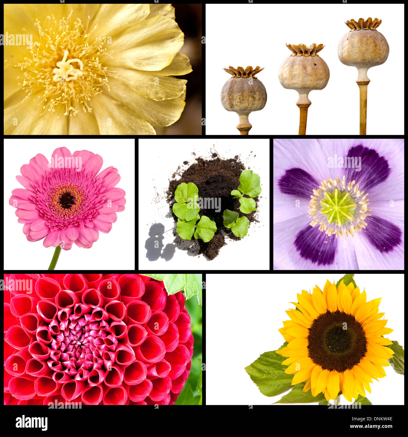 Collage of seasonal flowers in close up isolated in white and separated ...