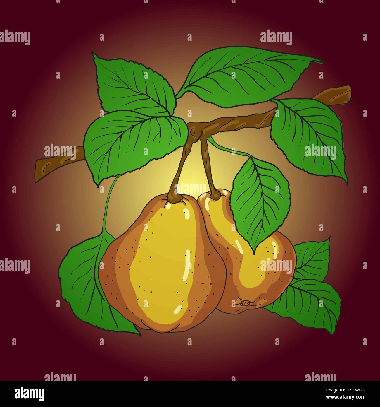Two mature yellow pears with leaves on a branch. A vector Stock Vector ...
