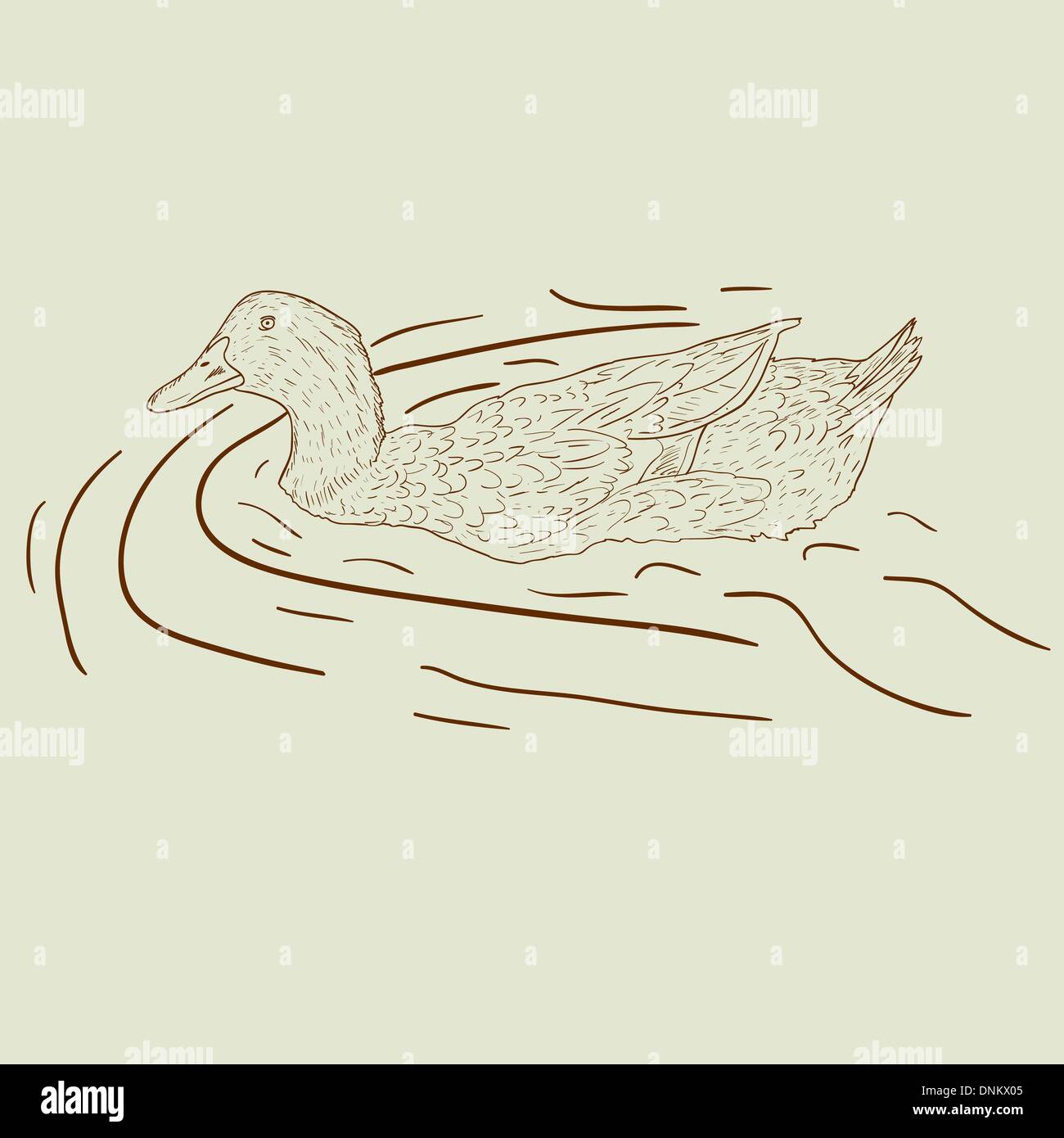 Wild duck. Hand-painted vector illustration Stock Vector Image & Art ...